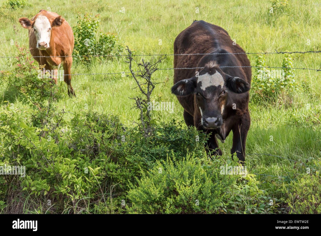 a cows standing in a lush green pasture Stock Photo - Alamy