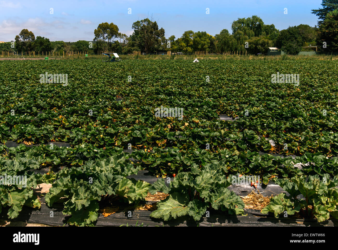 Rows of young strawberry plants in South Australia, Australia Stock ...