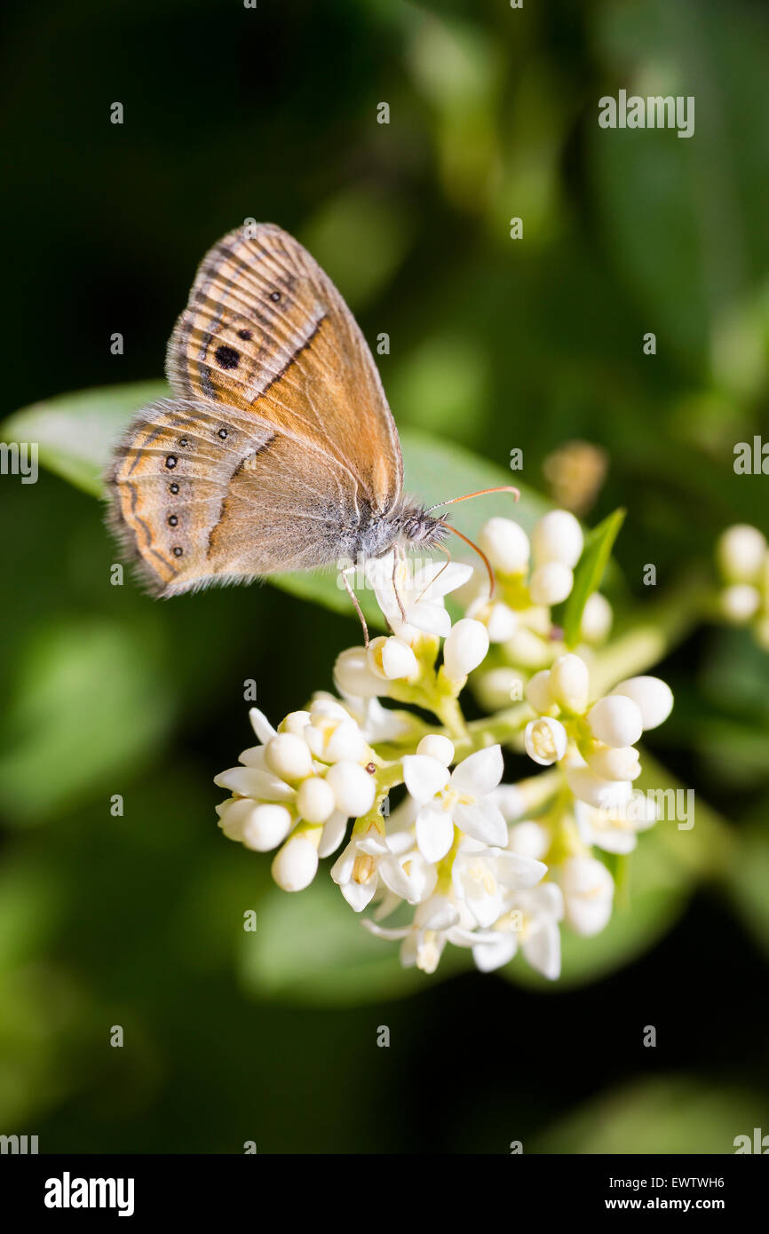 Butterfly of iran hi-res stock photography and images - Alamy
