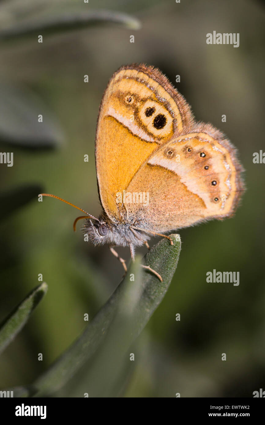 Butterfly of iran hi-res stock photography and images - Alamy