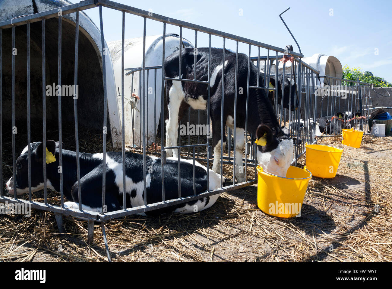 young black and white calfs drink from yellow buckets Stock Photo - Alamy