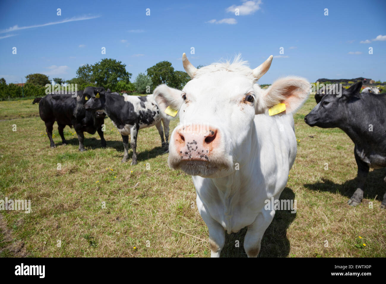 meat cows and bull in green summer meadow in the netherlands Stock ...