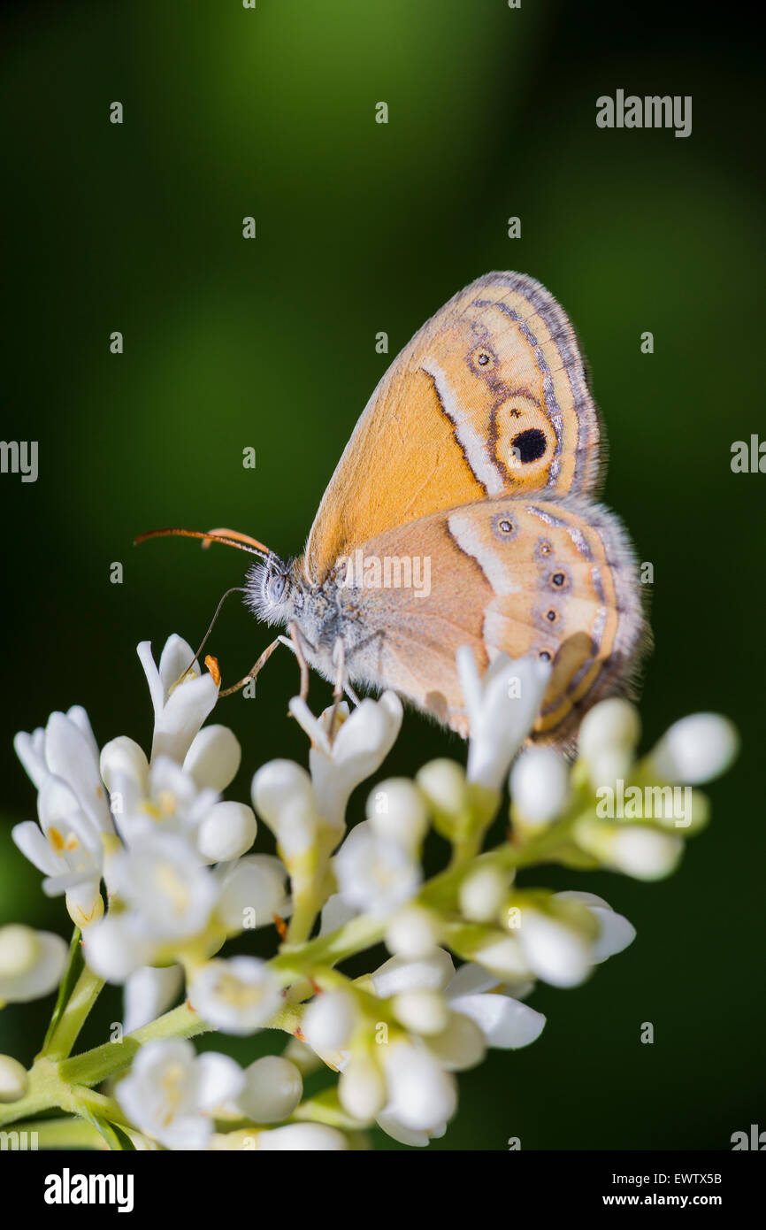 Butterfly of iran hi-res stock photography and images - Alamy