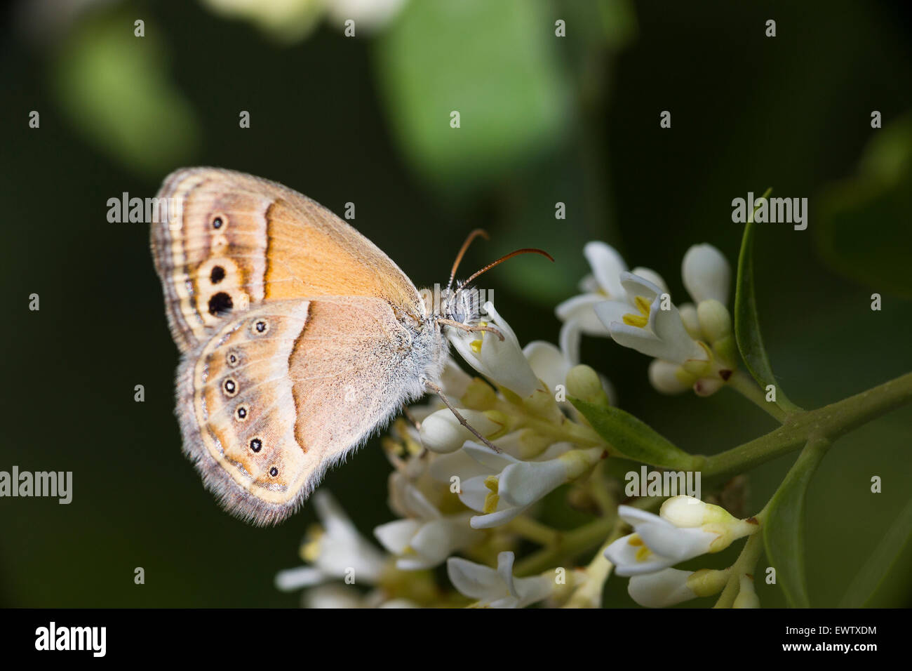 Butterfly of iran hi-res stock photography and images - Alamy