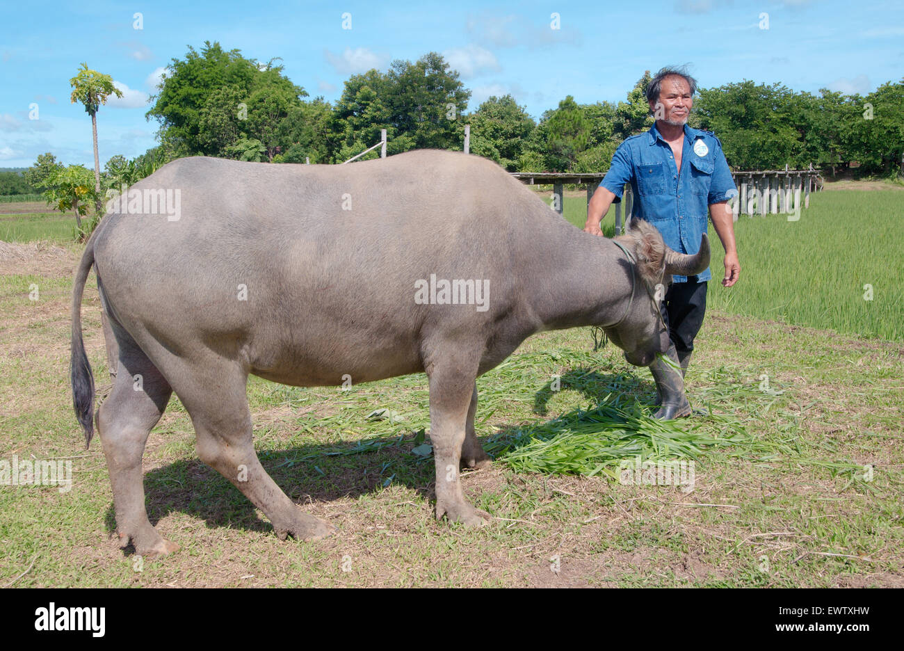 Animals animal bos bubalus arnee hi-res stock photography and images ...