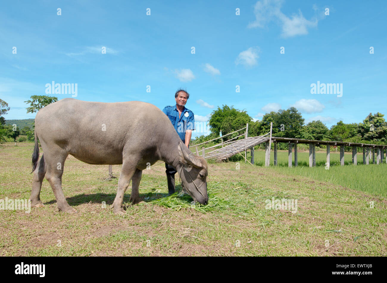 Water buffalo or domestic Asian water buffalo (Bubalus bubalis Stock ...