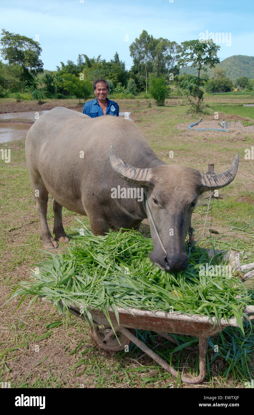 Bubalus arnee bubalis hi-res stock photography and images - Alamy