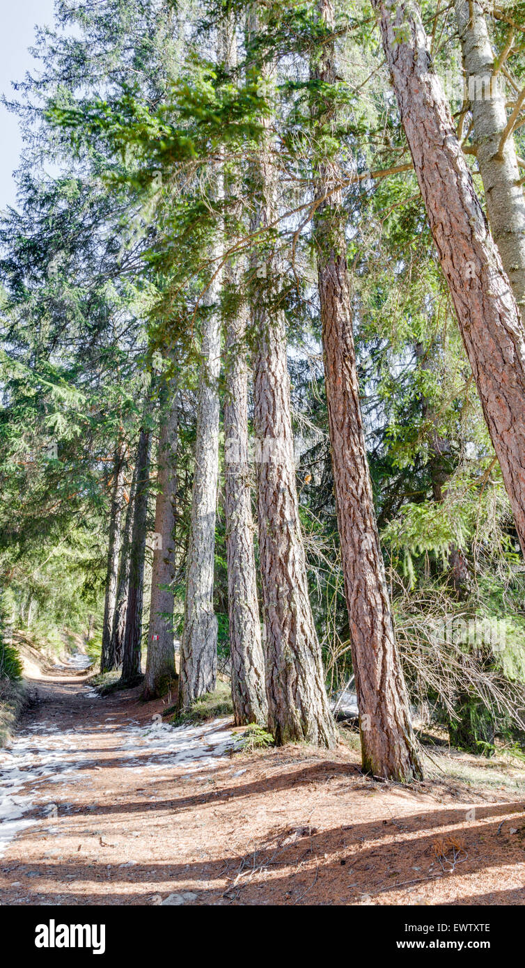Brown walk path in a forest of green pines, spruces and firs on ...