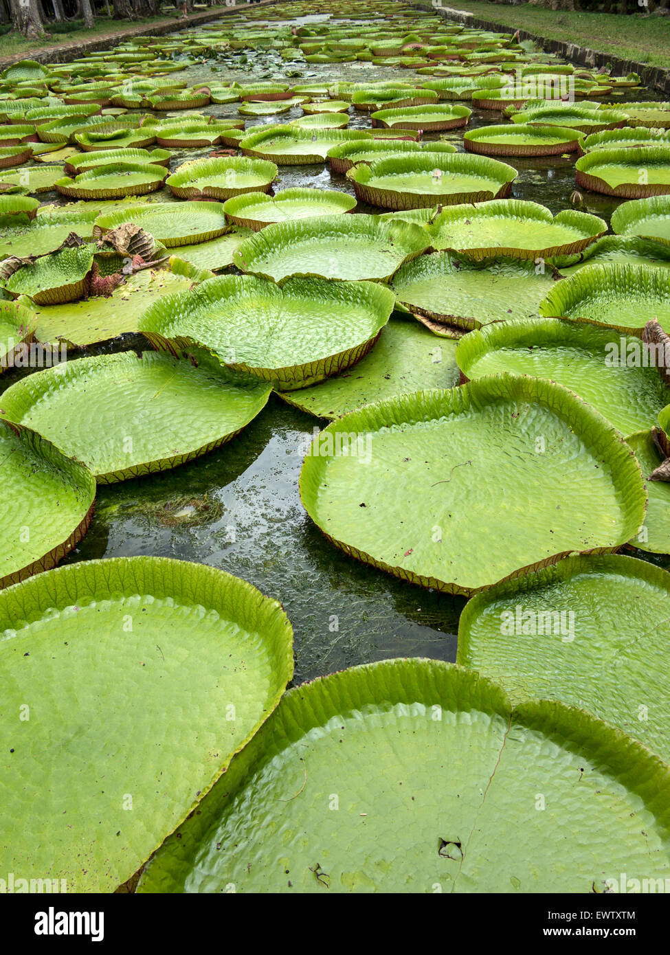 Pamplemousses hi-res stock photography and images - Alamy