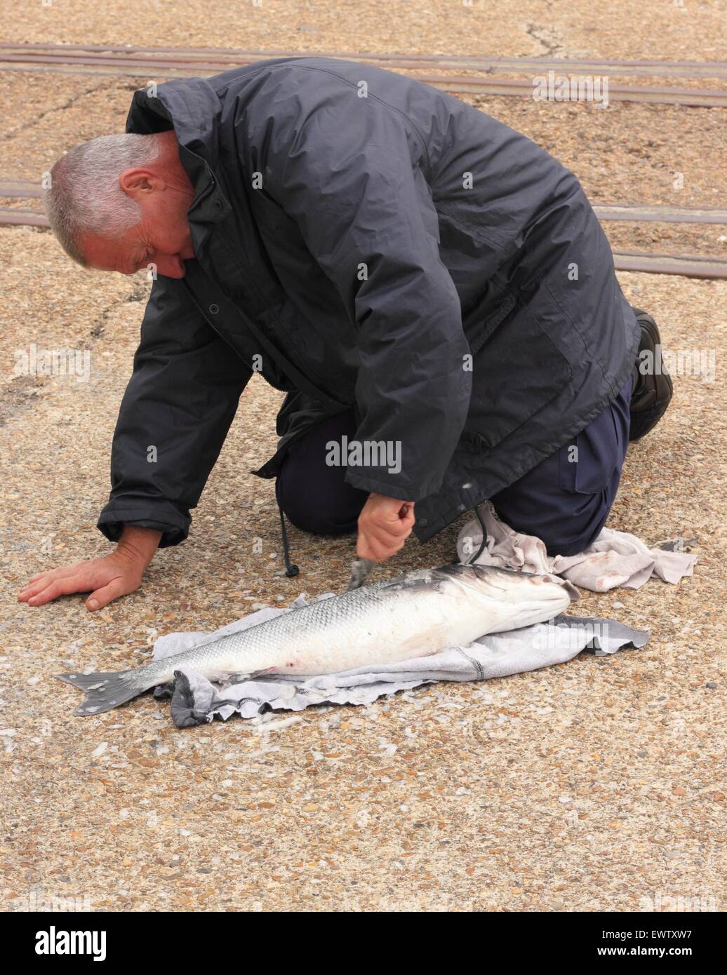 Dead sea bass fish hi-res stock photography and images - Alamy