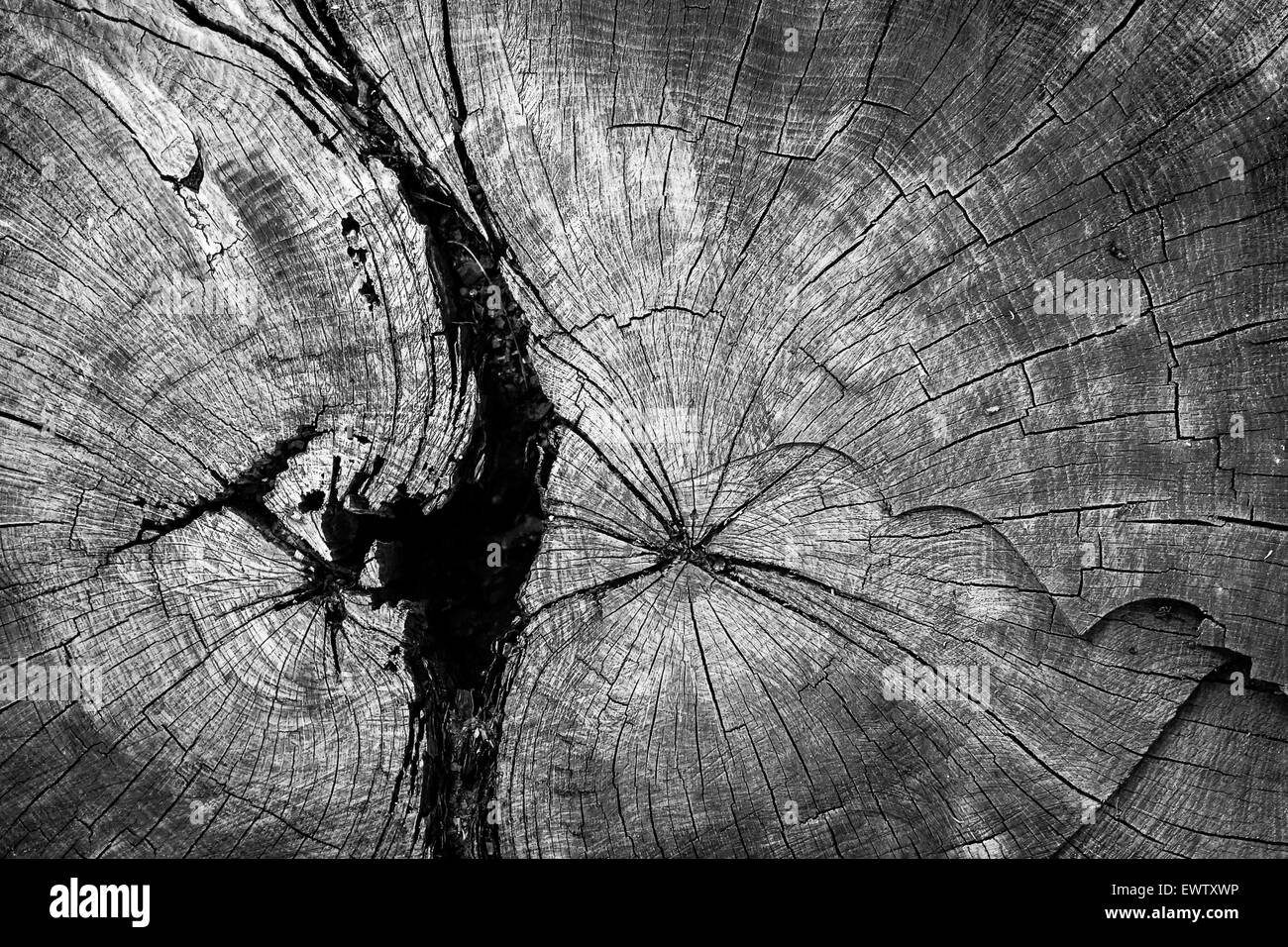 Cut tree trunk in a cross section with cracks and chainsaw marks in ...