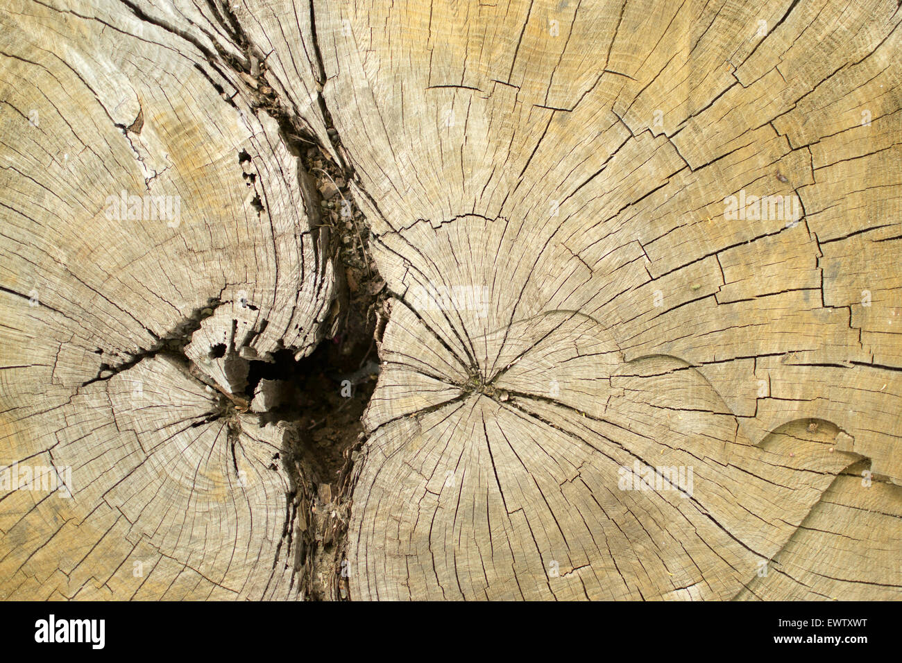 Chainsaw marks tree trunk hi-res stock photography and images - Alamy