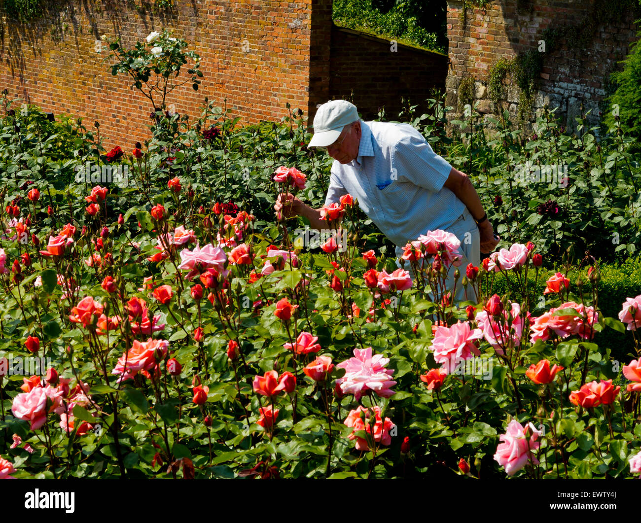 Visitor enjoying the rose garden in summer at Hopton Hall in the ...