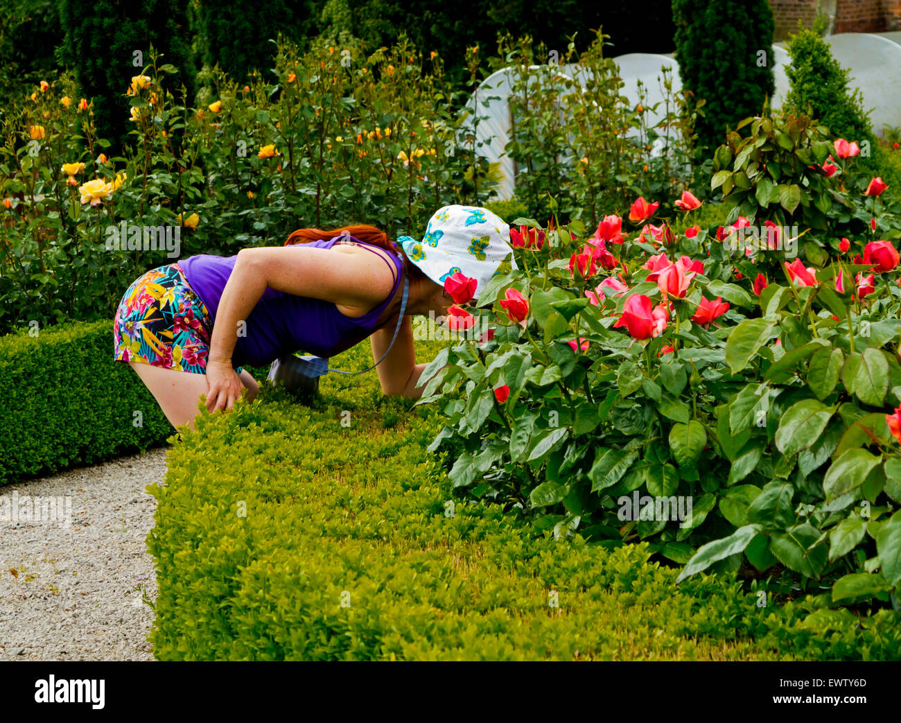 Woman enjoying the rose garden in summer at Hopton Hall in the ...