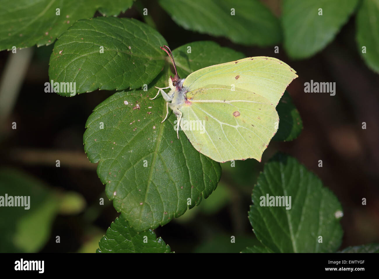 Common Brimstone (Gonepteryx rhamni Stock Photo - Alamy