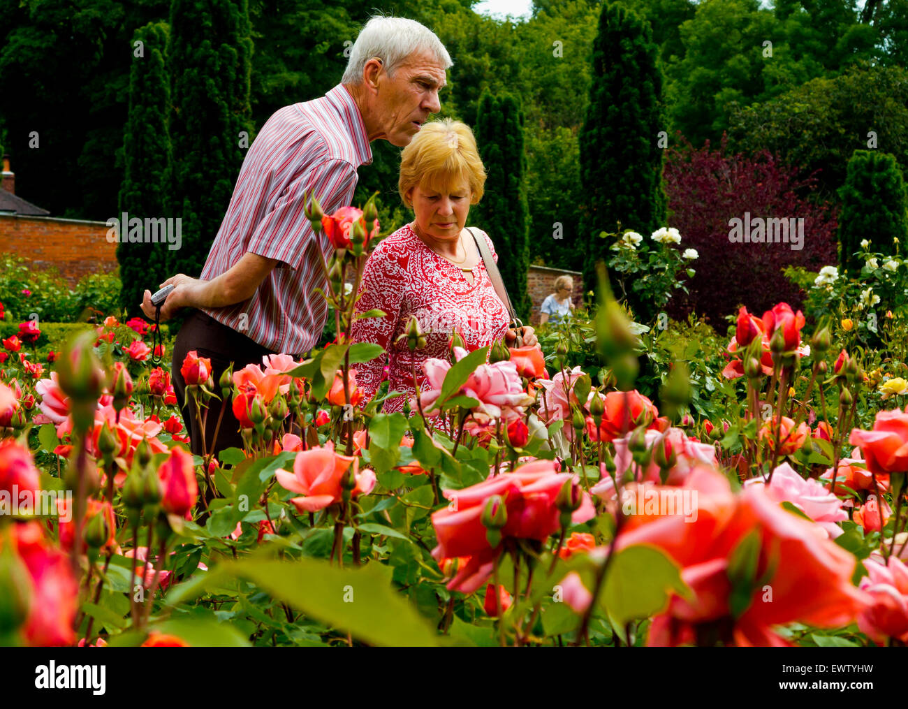 Visitors enjoying the rose garden in summer at Hopton Hall in the ...