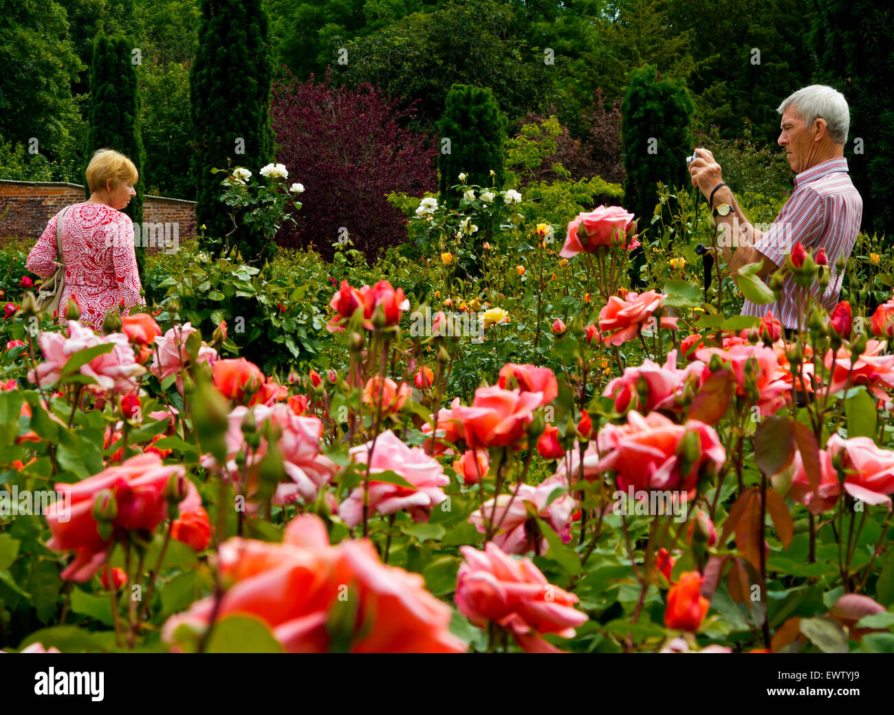 Visitors enjoying the rose garden in summer at Hopton Hall in the ...