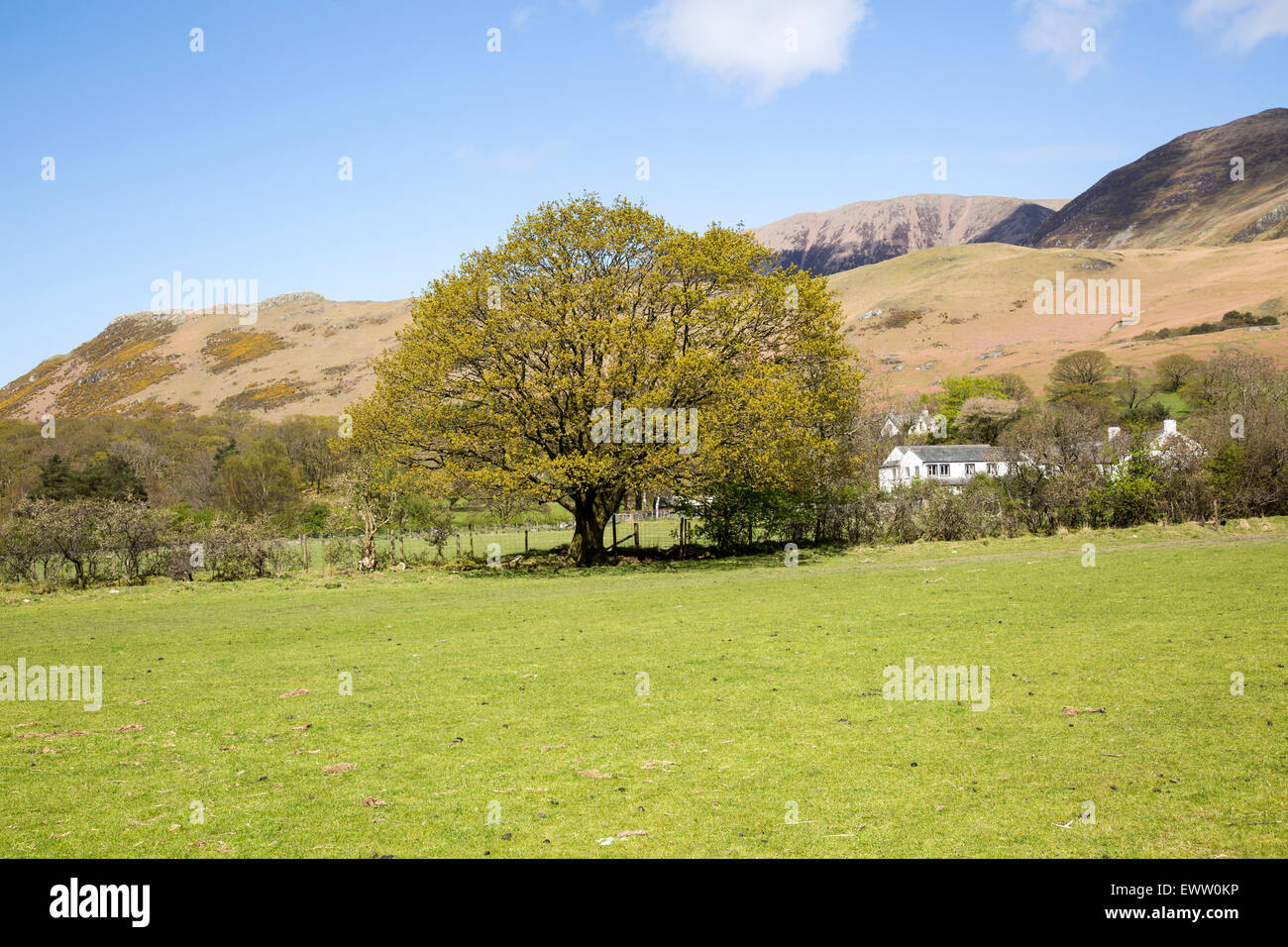 Oak tree in early summer, Buttermere, Lake District national park ...