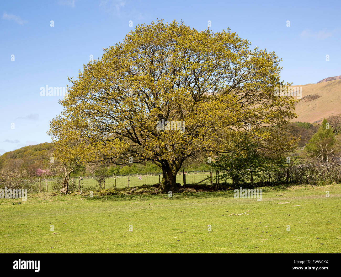 Oak tree in early summer, Buttermere, Lake District national park ...