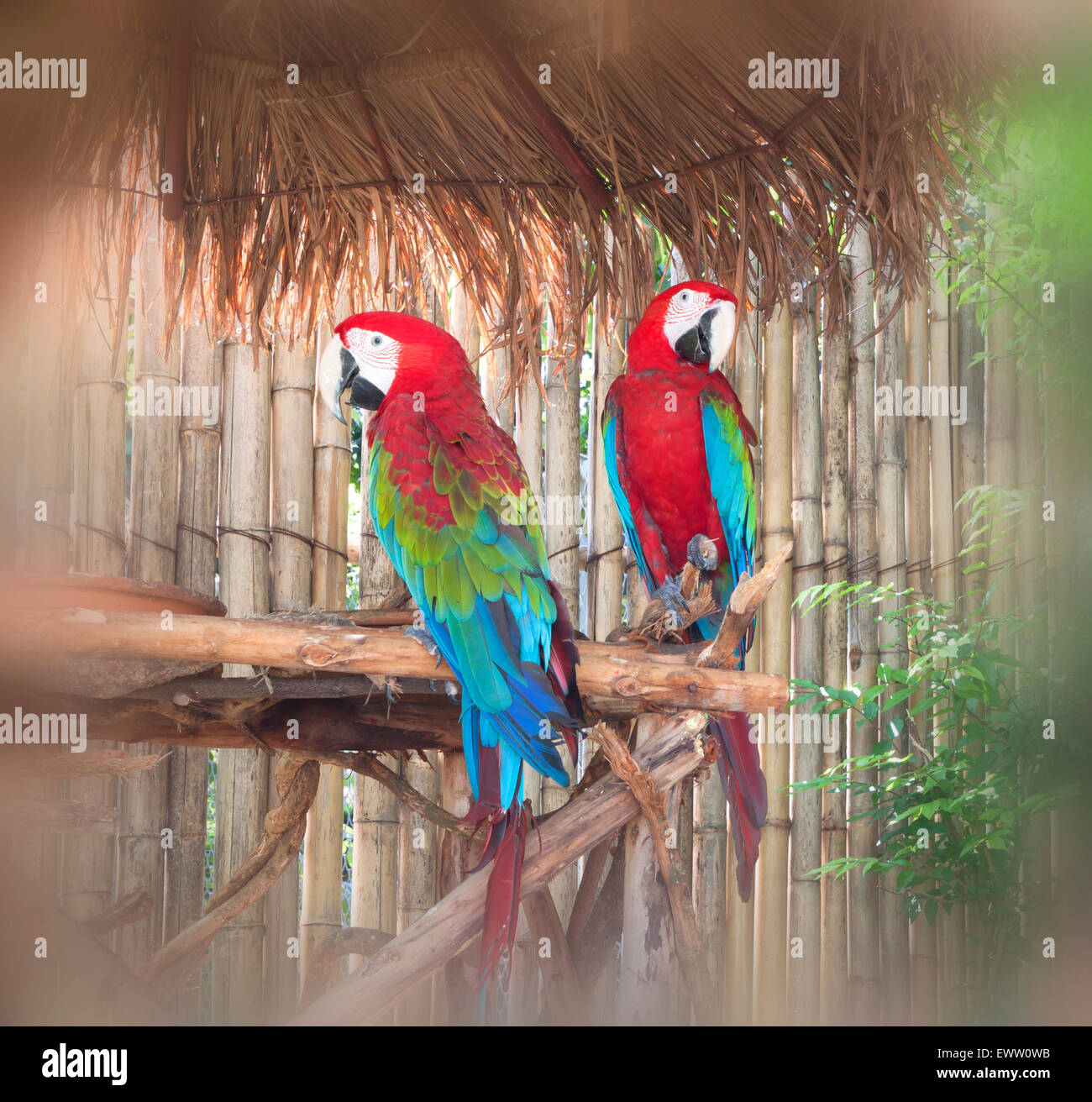 Hairy bird hi-res stock photography and images - Alamy