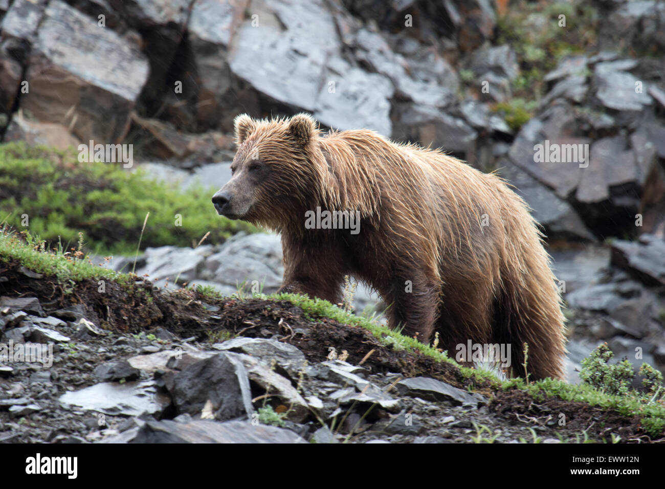 Grizzly bear on rock ridge Stock Photo - Alamy