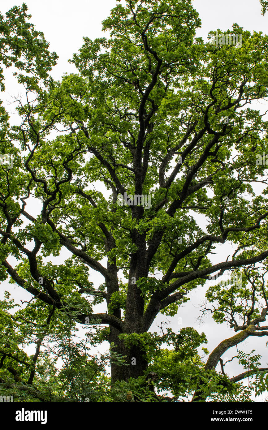 Photo of the tree trunk and twisted branches all around Stock Photo - Alamy