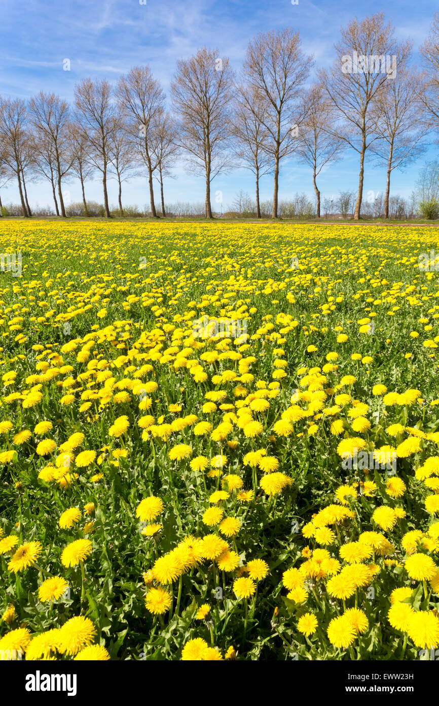 Field of yellow dandelions in green meadow with tree line and blue sky ...