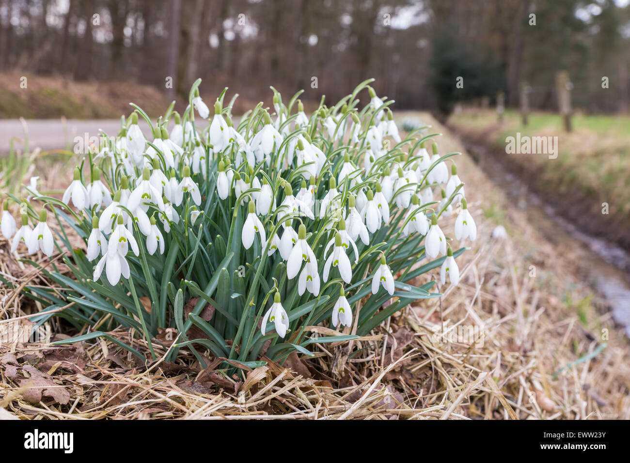 Group snowdrops near ditch in rural nature landscape during spring ...