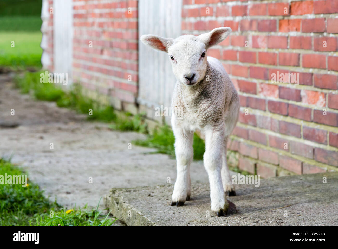 Wall to wall sheep hi-res stock photography and images - Alamy