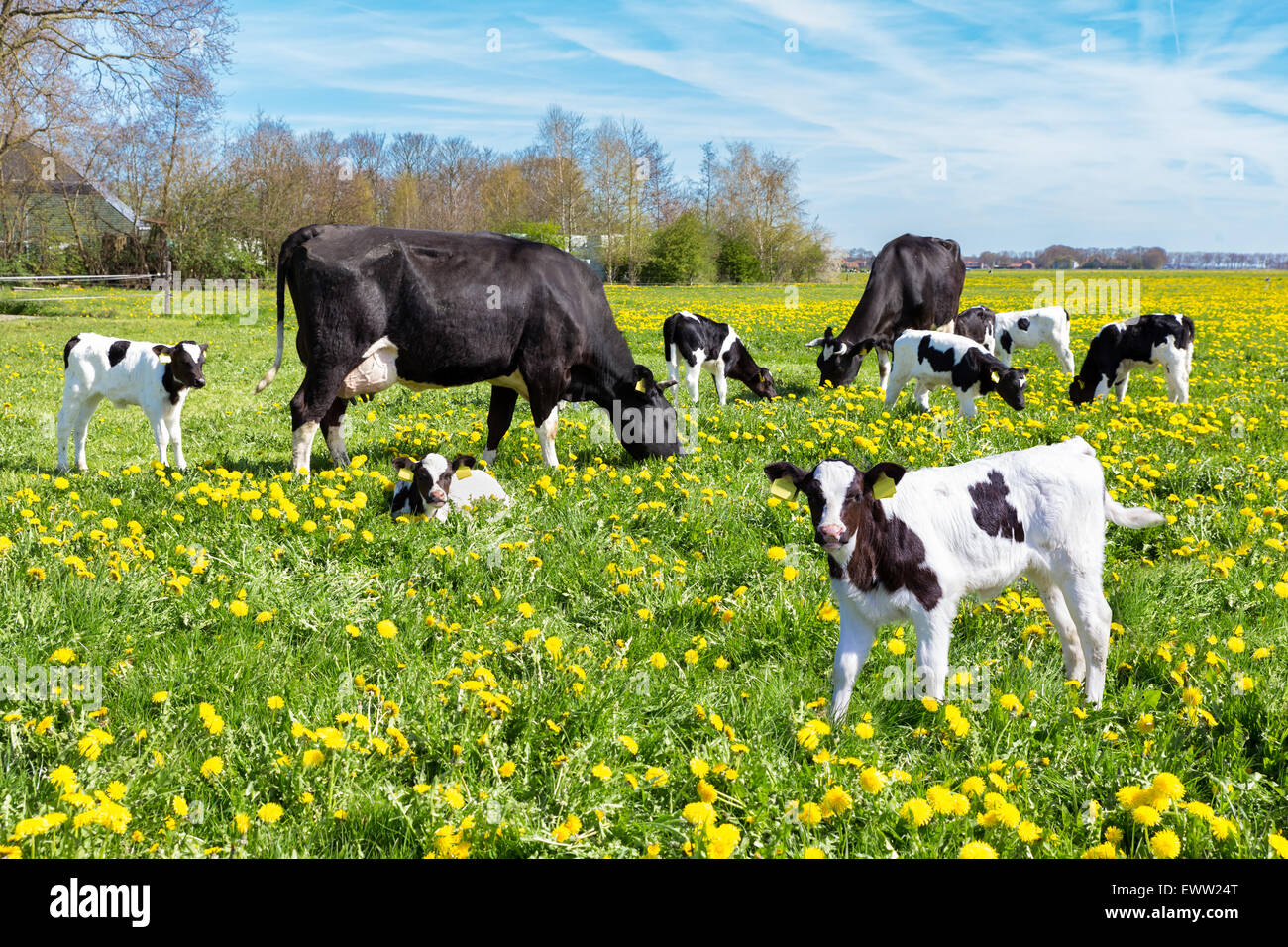 Dandelions flowers field spring hi-res stock photography and images - Alamy