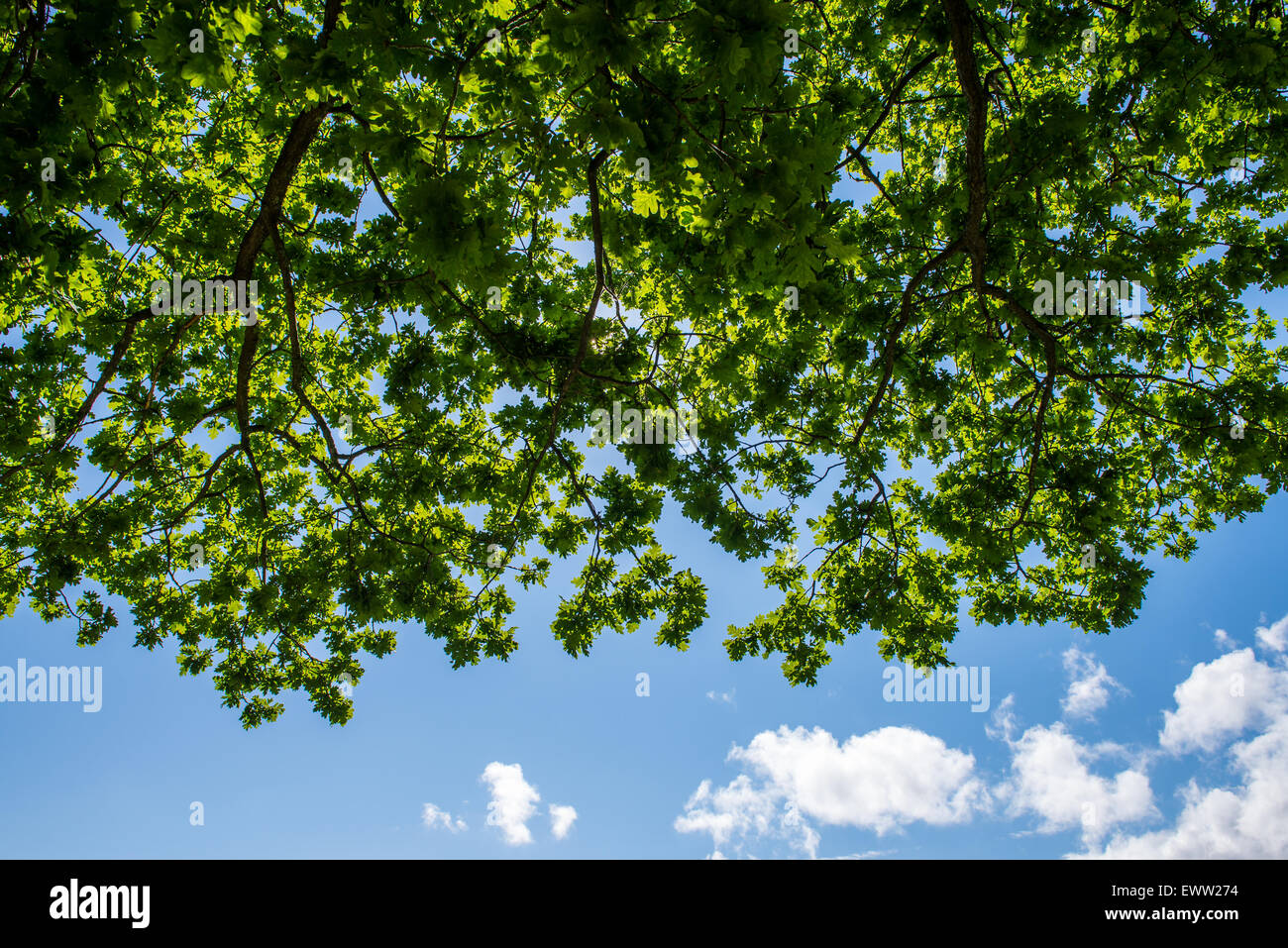 Photo of the tree trunk and twisted branches all around Stock Photo - Alamy