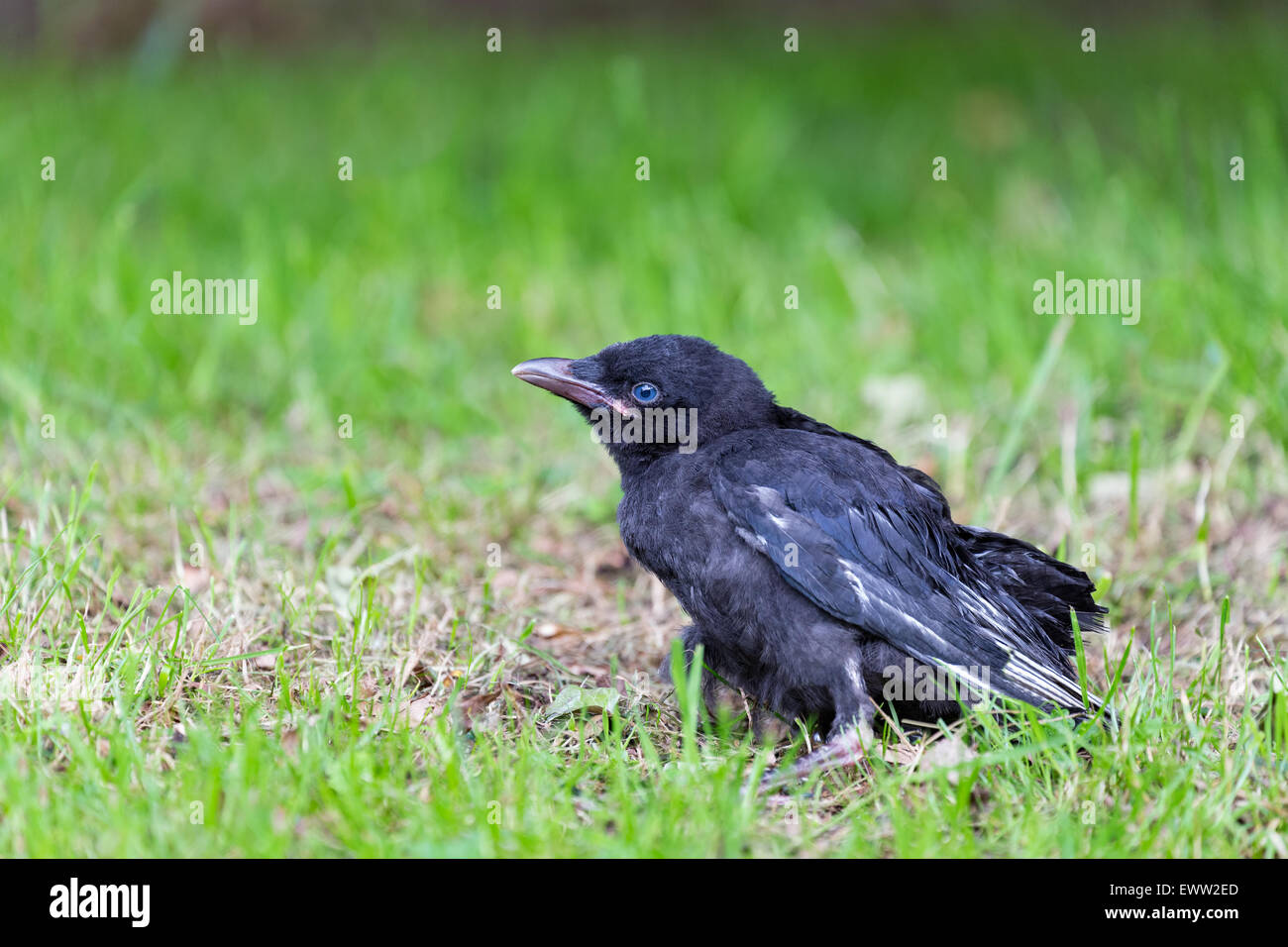 Young black crow sitting in green grass in summer season Stock Photo ...