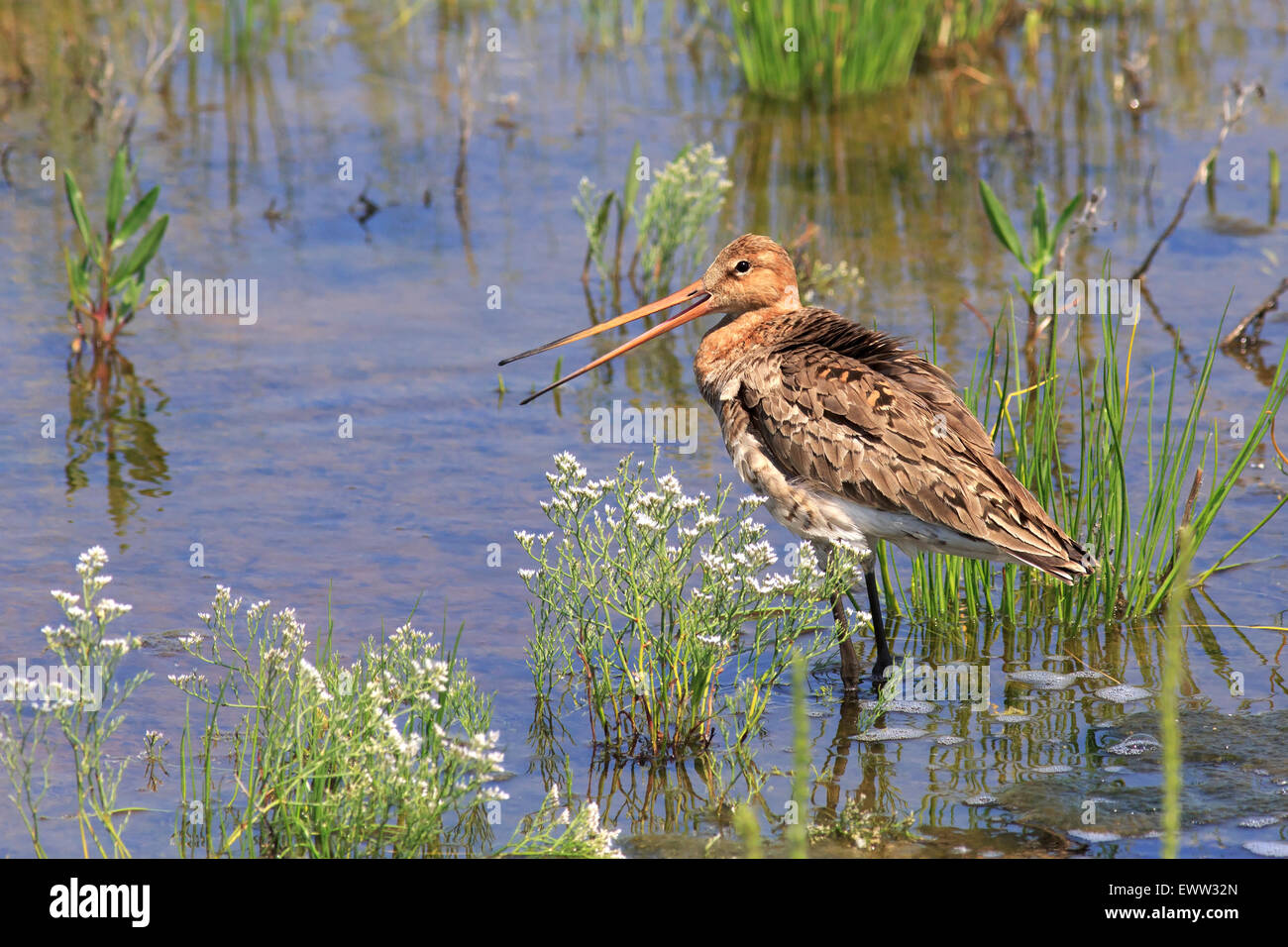 Asian dowitcher hi-res stock photography and images - Alamy