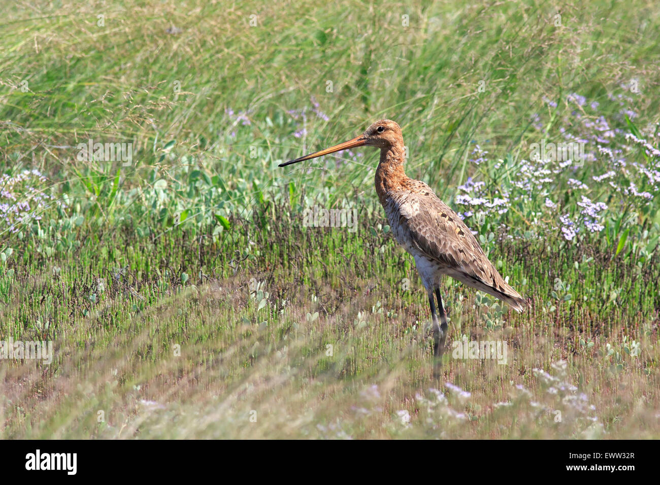 Asian dowitcher hi-res stock photography and images - Alamy