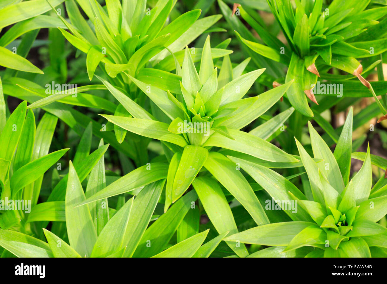 Lily Stems High Resolution Stock Photography and Images - Alamy