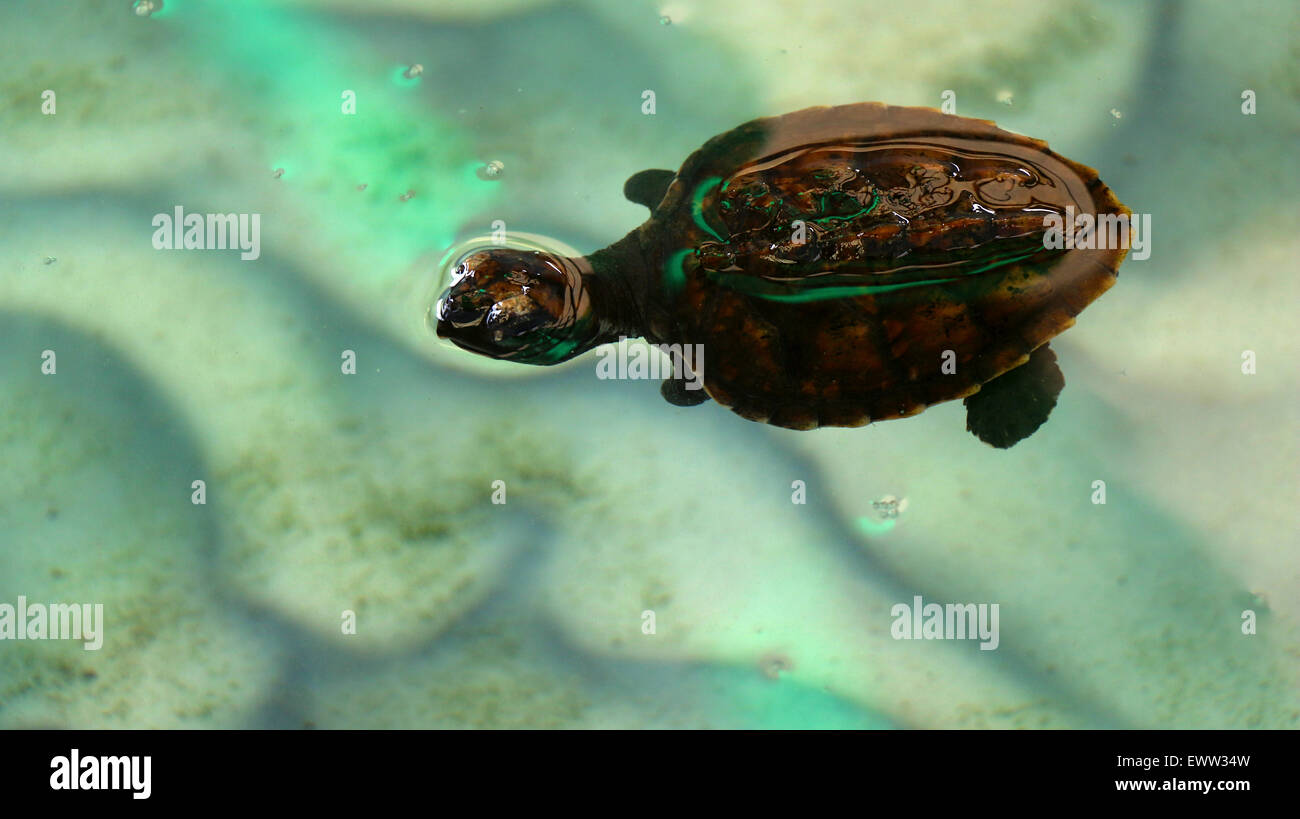 A happy baby turtle in a sanctuary in Bequia Stock Photo - Alamy