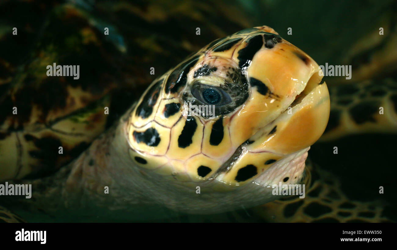 Sea turtle sanctuary hi-res stock photography and images - Alamy