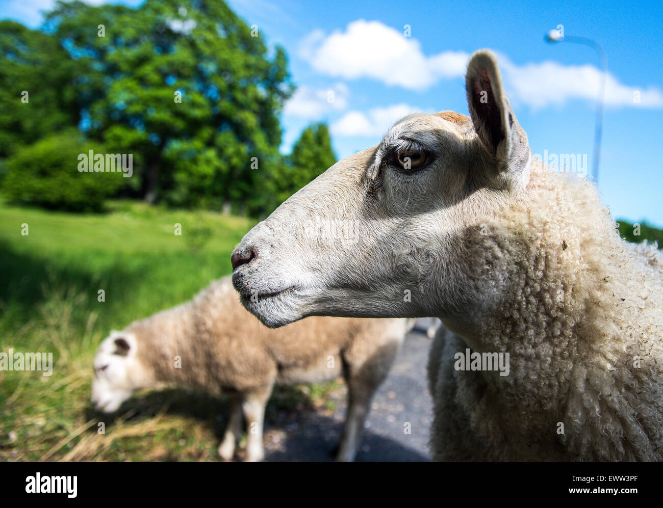 Photo of the sheep, closup Stock Photo - Alamy