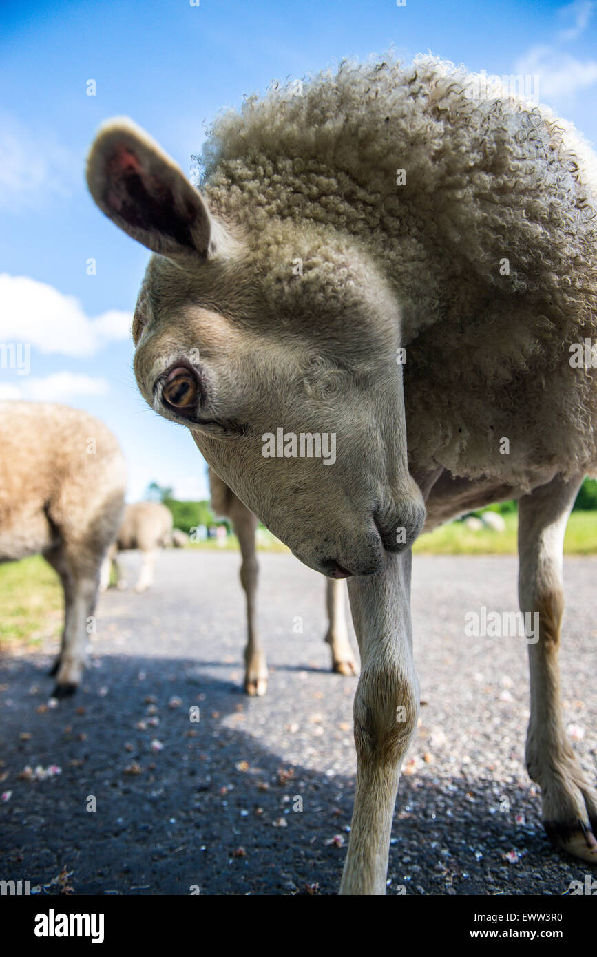 Sheep ears hi-res stock photography and images - Alamy