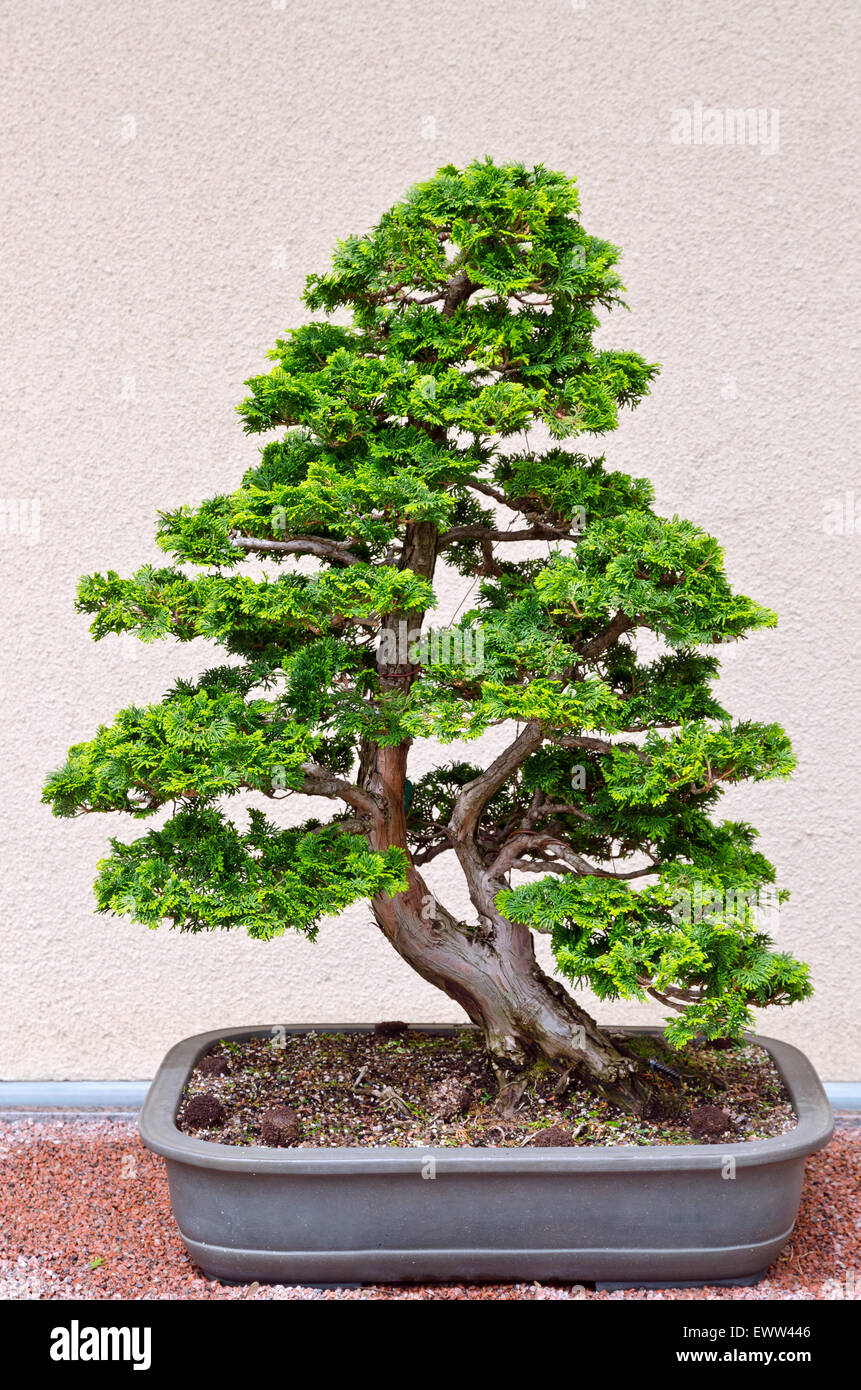 bonsai plant are placed in the china pot Stock Photo - Alamy