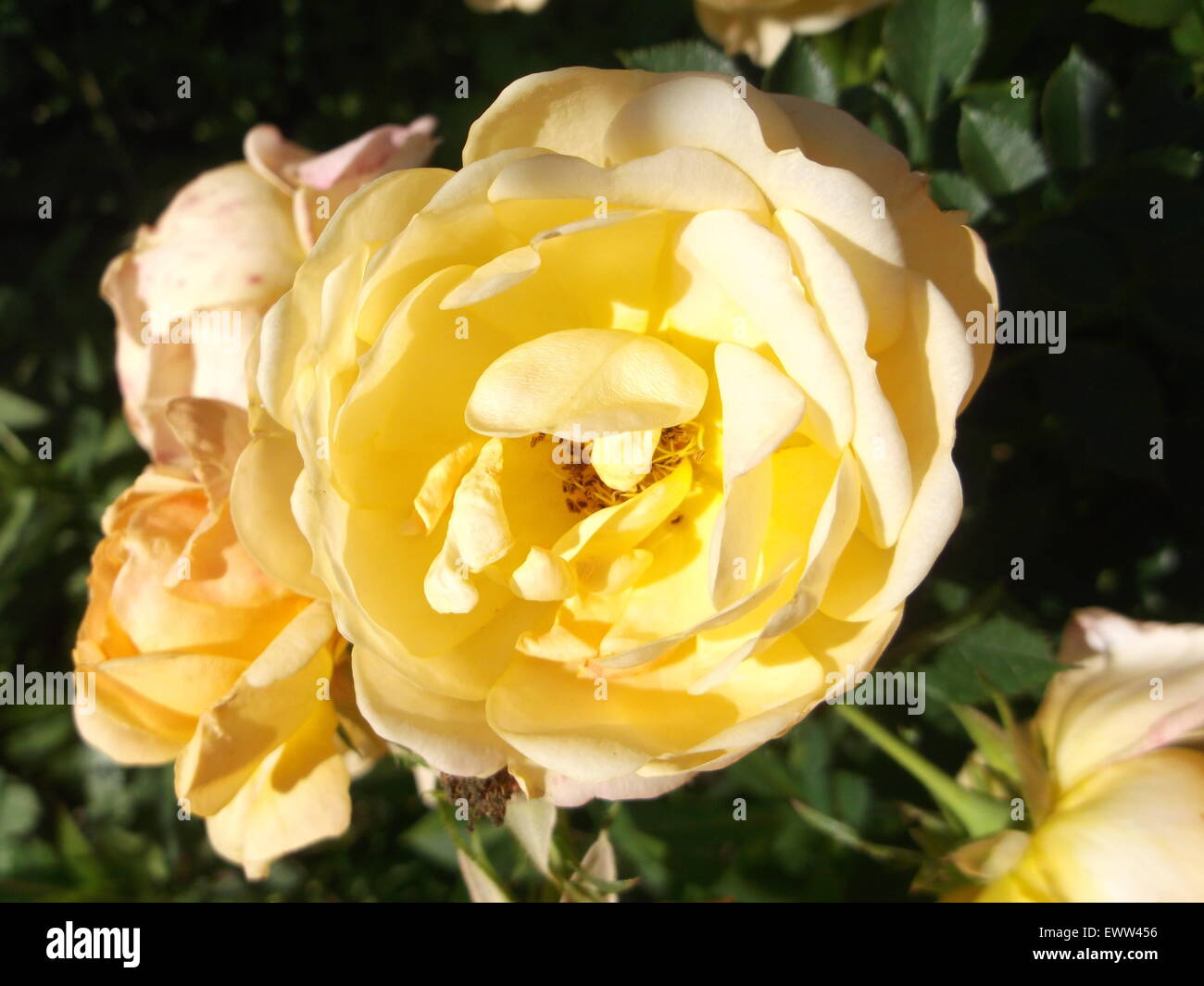 Rose Petals - Yellow Roses - Flowers Stock Photo - Alamy