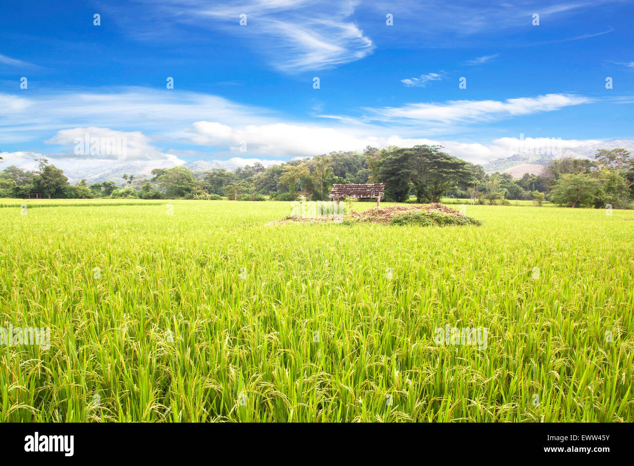 Field crops rice natural outdoor scenery in Thailand Stock Photo - Alamy