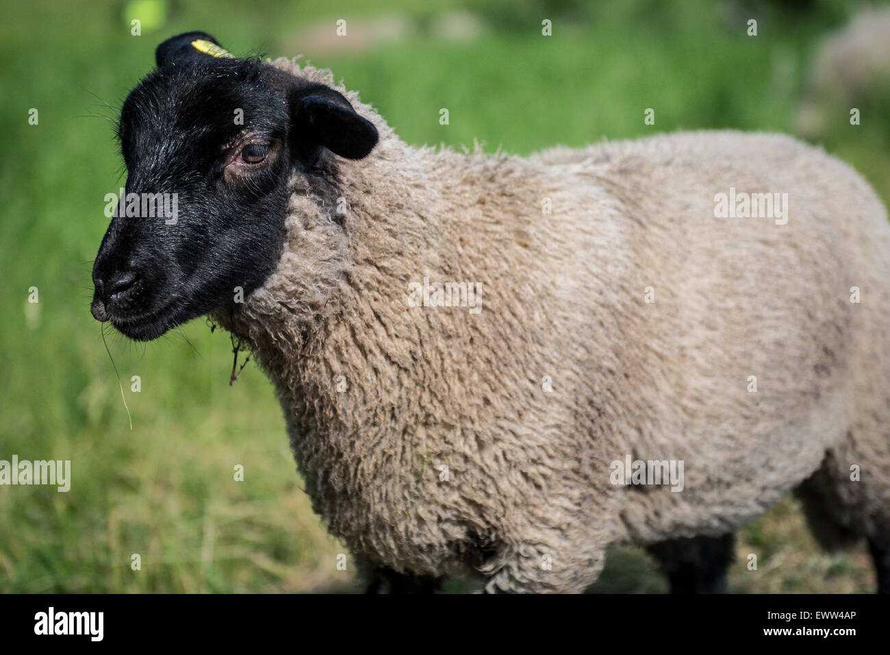 Sheep ears hi-res stock photography and images - Alamy