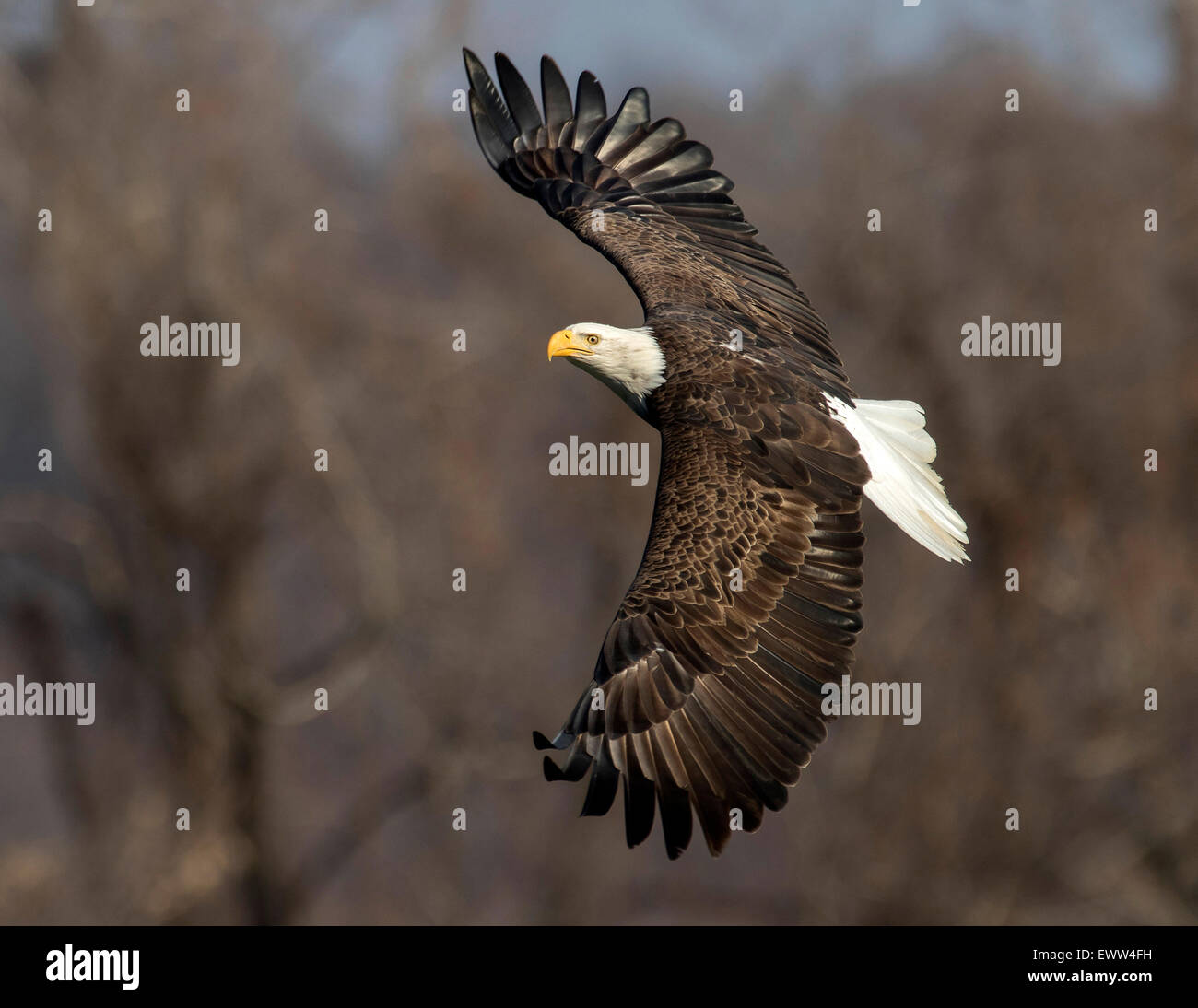 Bald eagle flying with wings fully stretched Stock Photo - Alamy