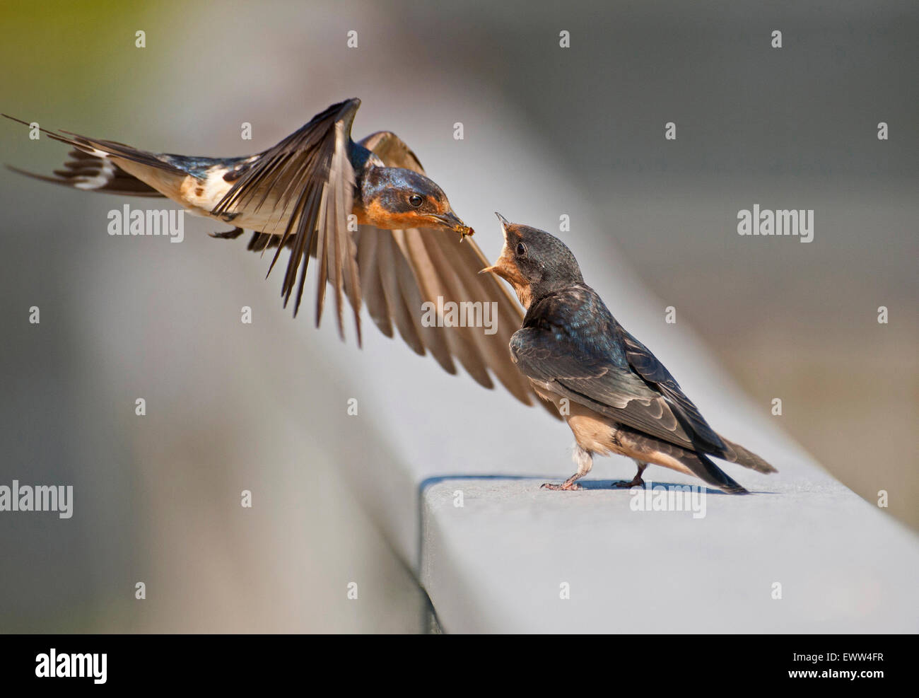 Barn Swallow feeding fledgling Stock Photo - Alamy