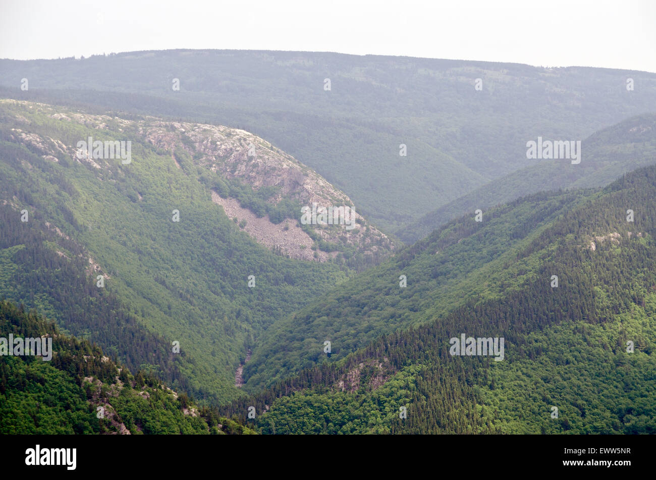 Spruce forest in the Cape Breton Highlands National Park Stock Photo ...