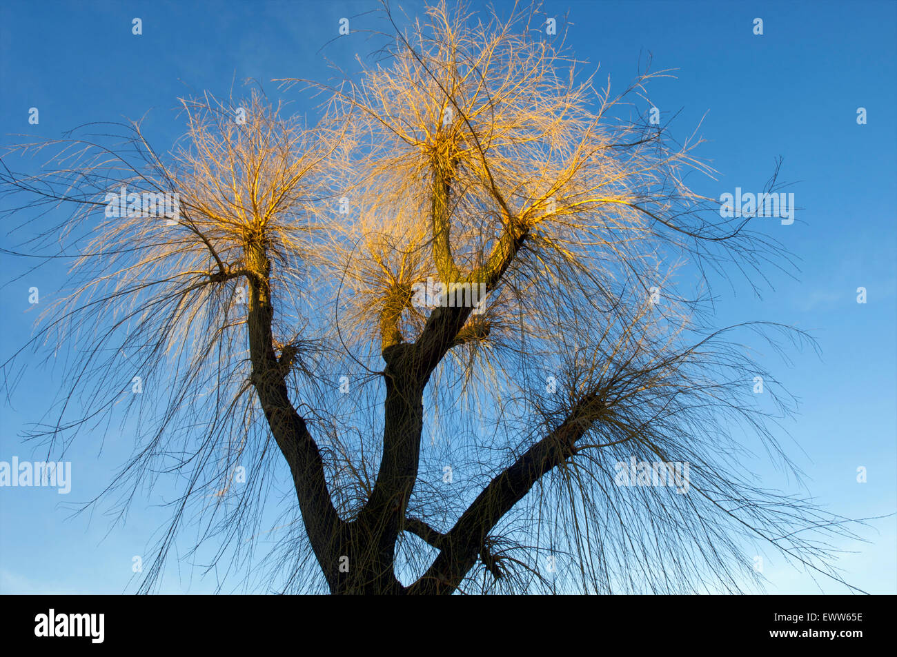 Willow tree partly in the light from the sun during a sunset Stock ...