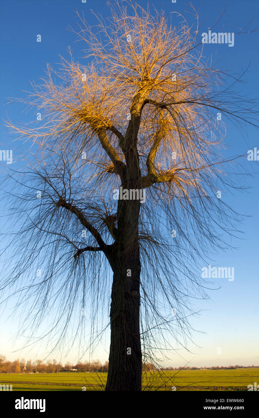 Willow tree with the last sunlight of the day on the top during sunset ...