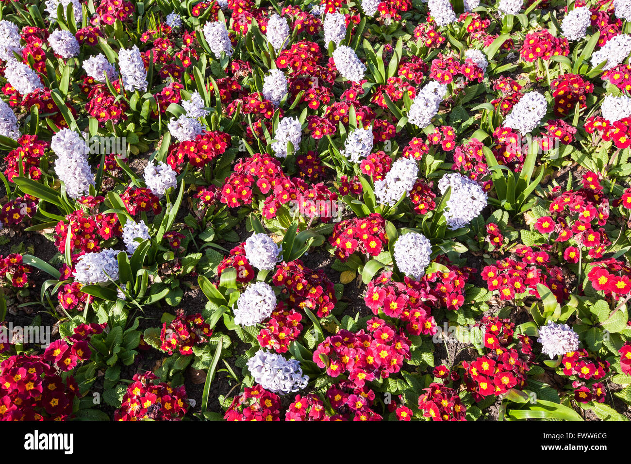 Flowers in garden on Sunny Spring day at Lower Gardens, Bournemouth ...