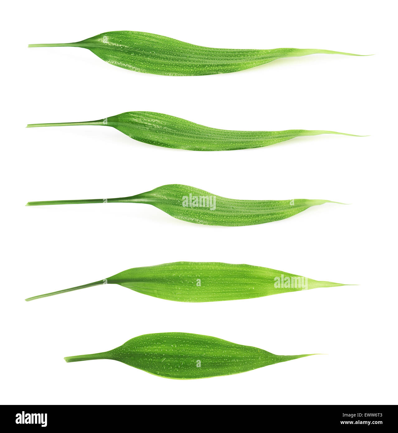 Palm tree leaves set isolated Stock Photo - Alamy Palm tree leaves set isolated Stock Photo - Alamy
